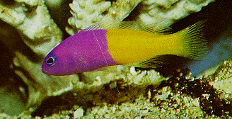 HARDY FISH FOR SALTWATER AQUARIUMS